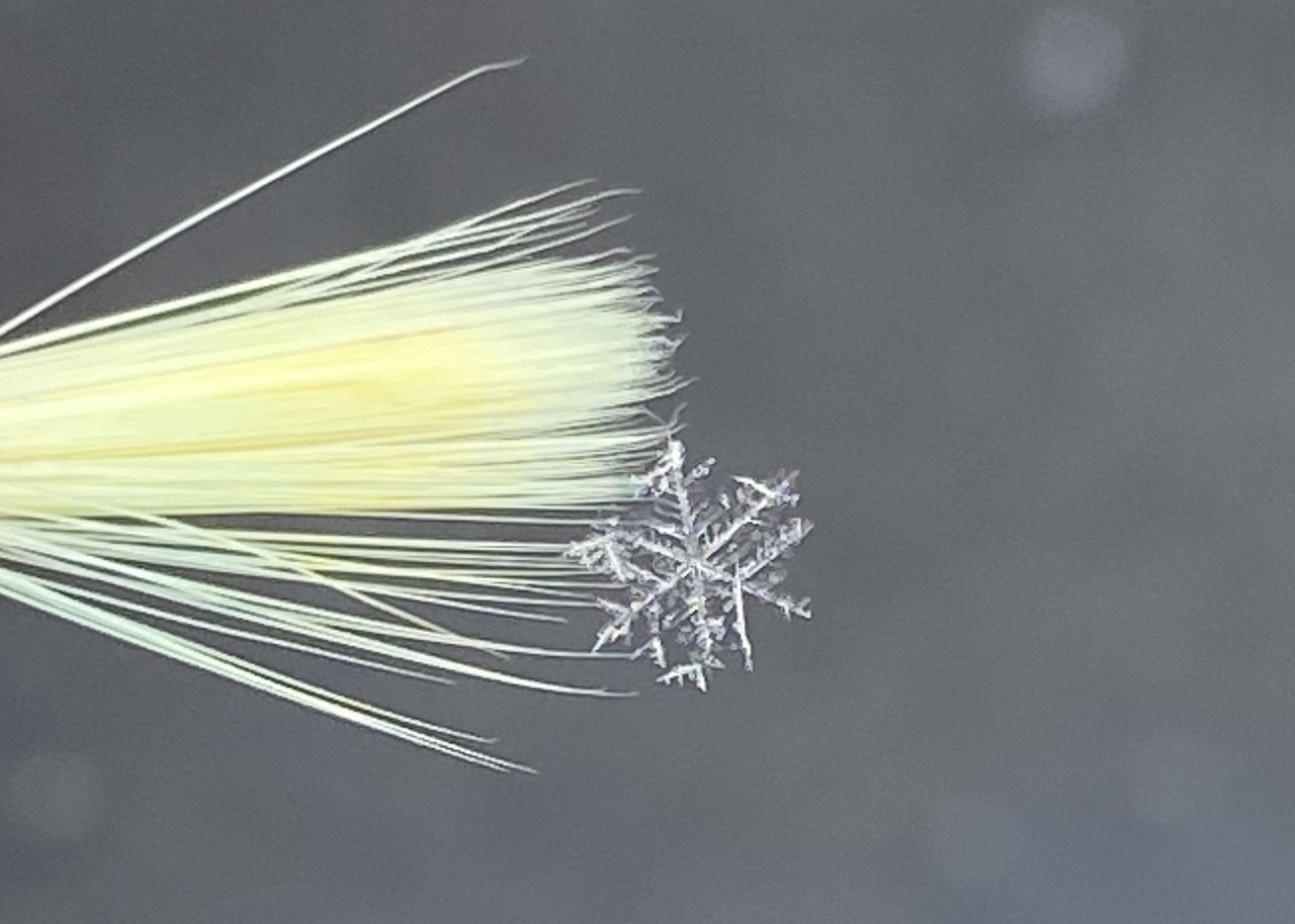 Chasing Snowflakes - How to Preserve Them Forever - Katieish