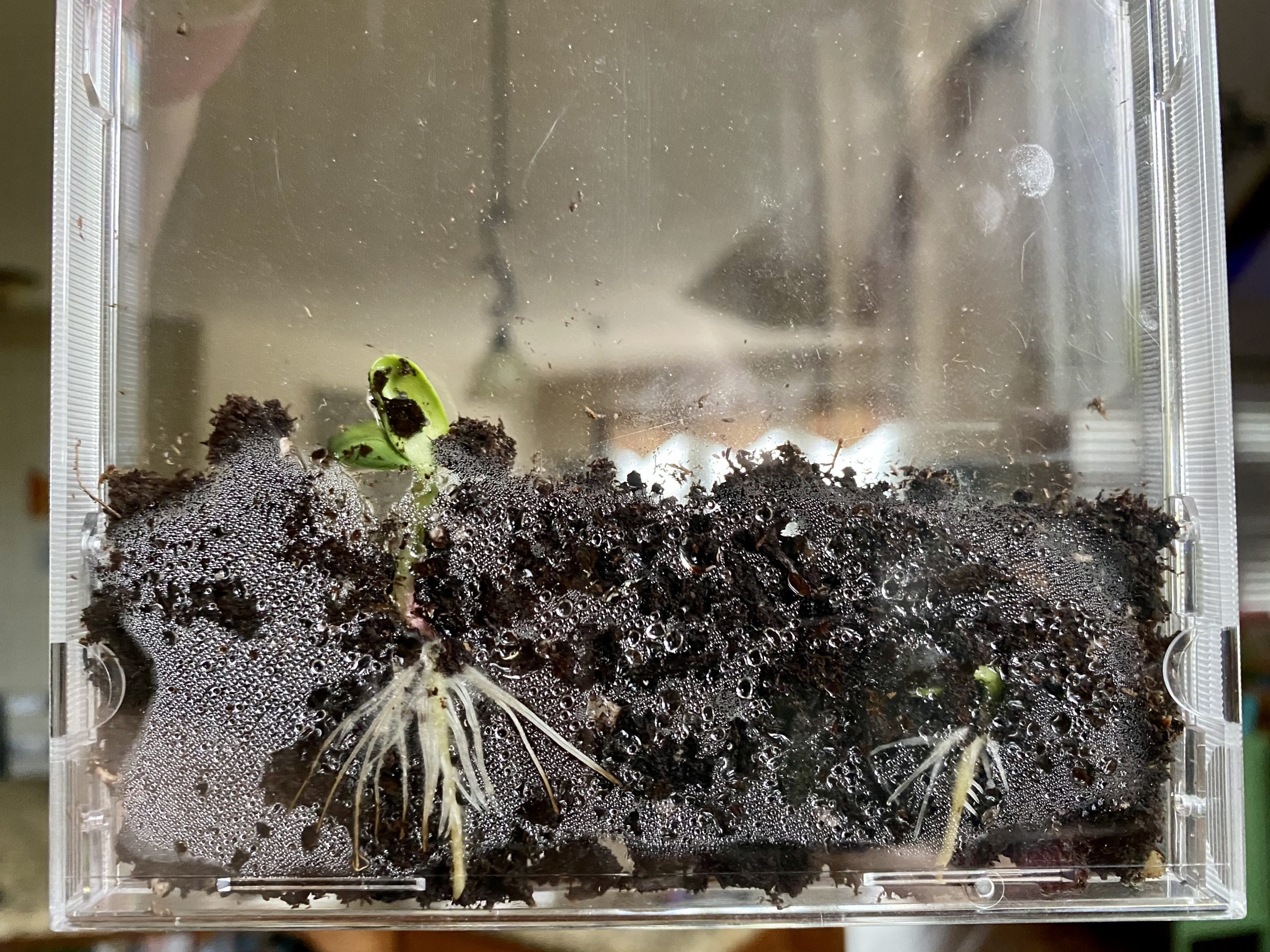 Jewel Case Root Viewers Two Ways - Katieish