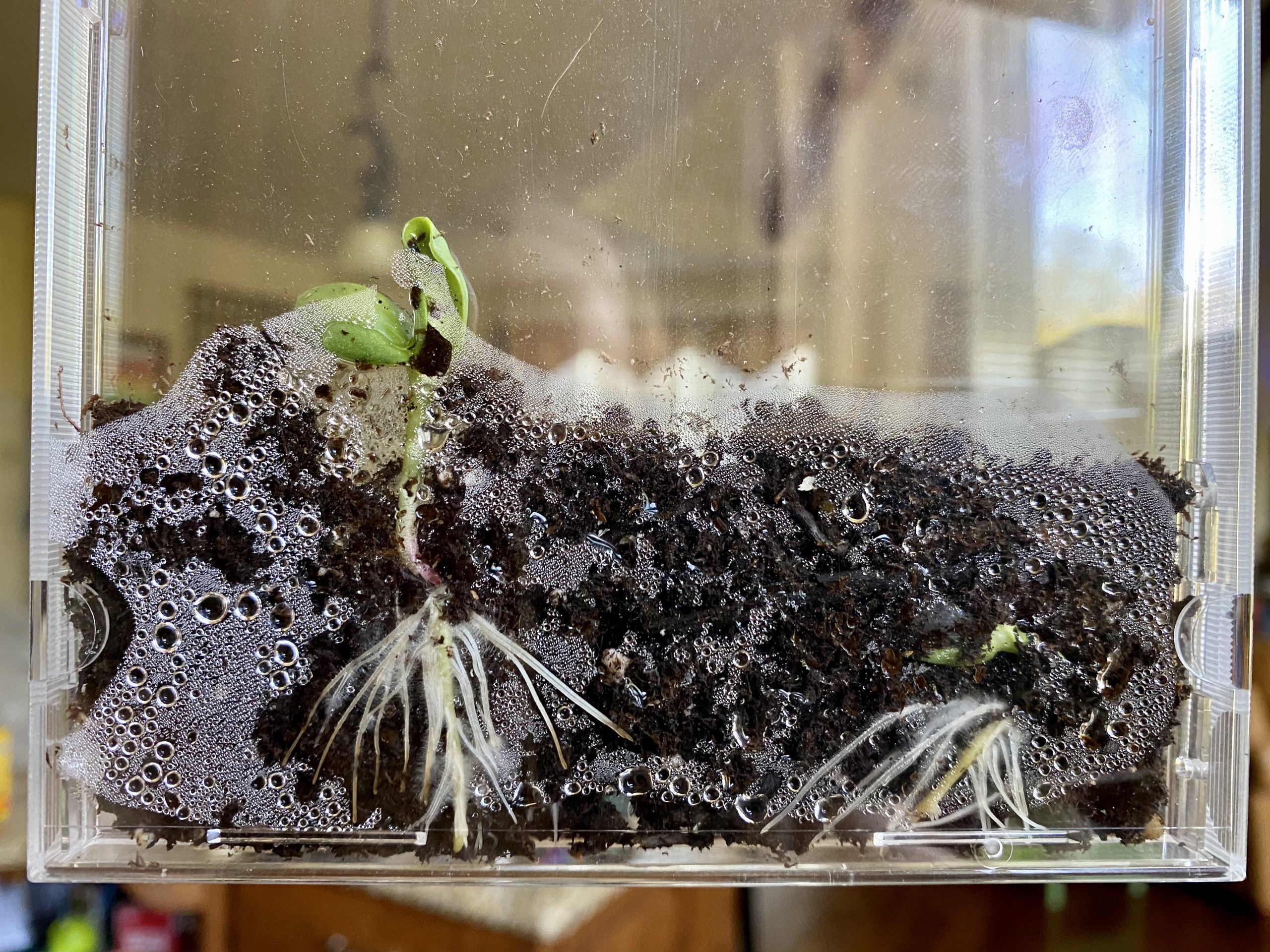 Jewel Case Root Viewers Two Ways - Katieish